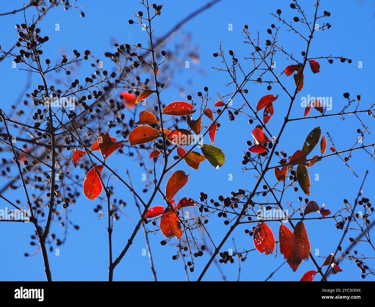 Subcostate Crape Myrtle (Lagerstroemia subcostata) Plantae Stock Photo ...