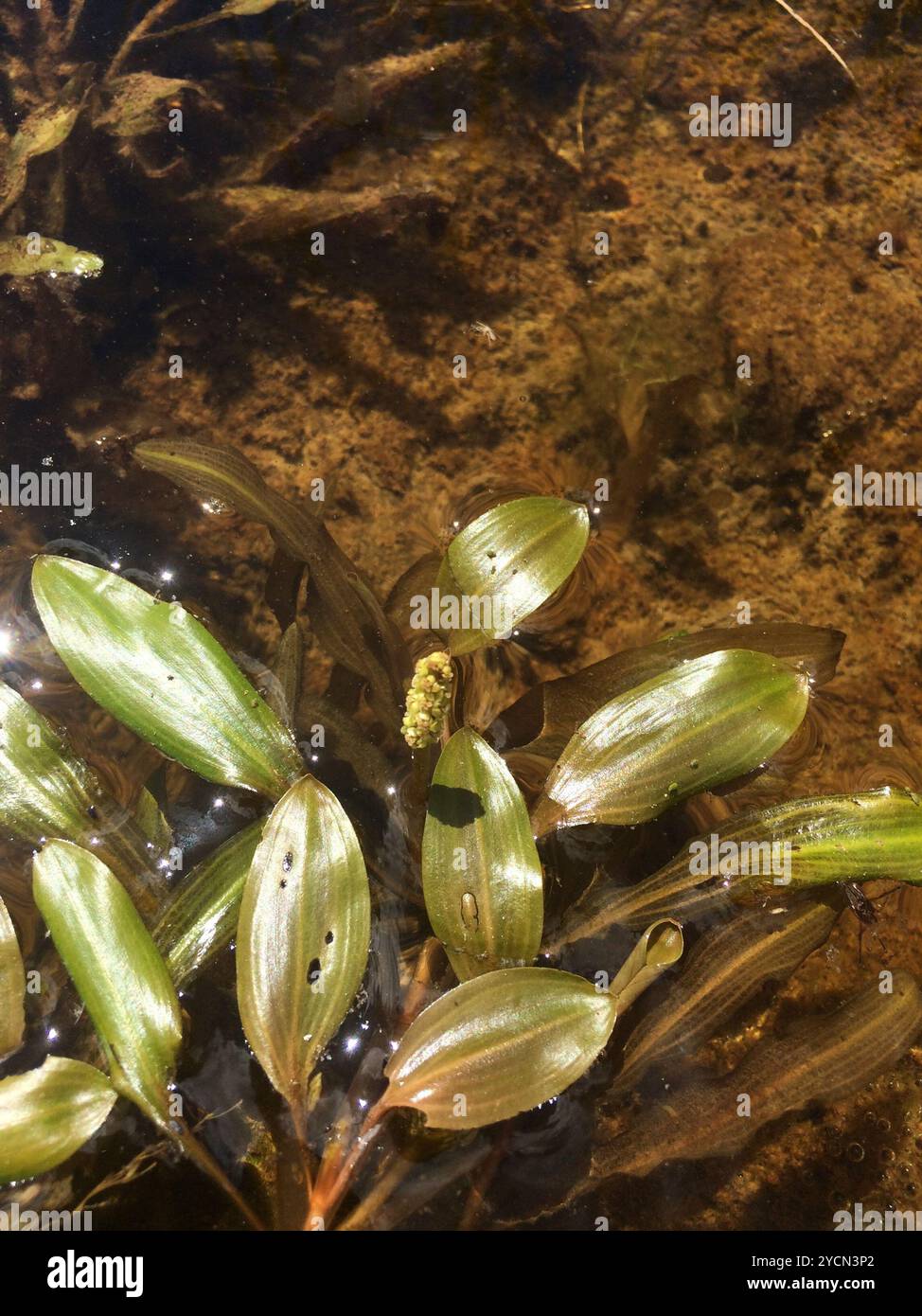 Northern Pondweed (Potamogeton alpinus) Plantae Stock Photo - Alamy