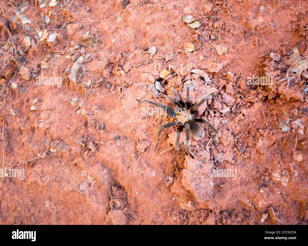 A Desert Tarantula (Aphonopelma iodius) at Zion National Park in Utah ...