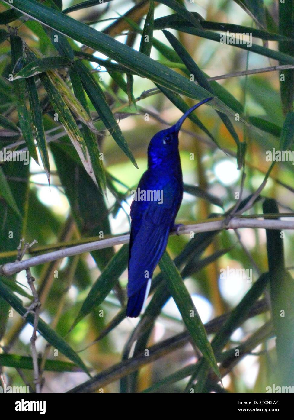 Violet Sabrewing (Campylopterus hemileucurus) Aves Stock Photo - Alamy