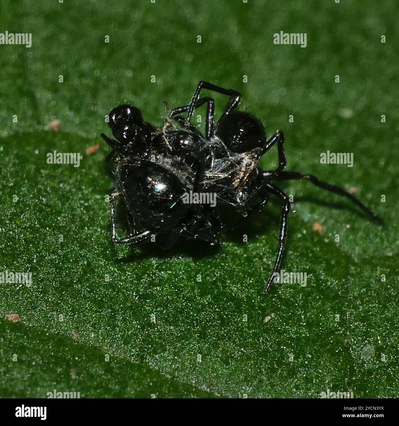 Ant-eating Spiders (Euryopis) Arachnida Stock Photo - Alamy