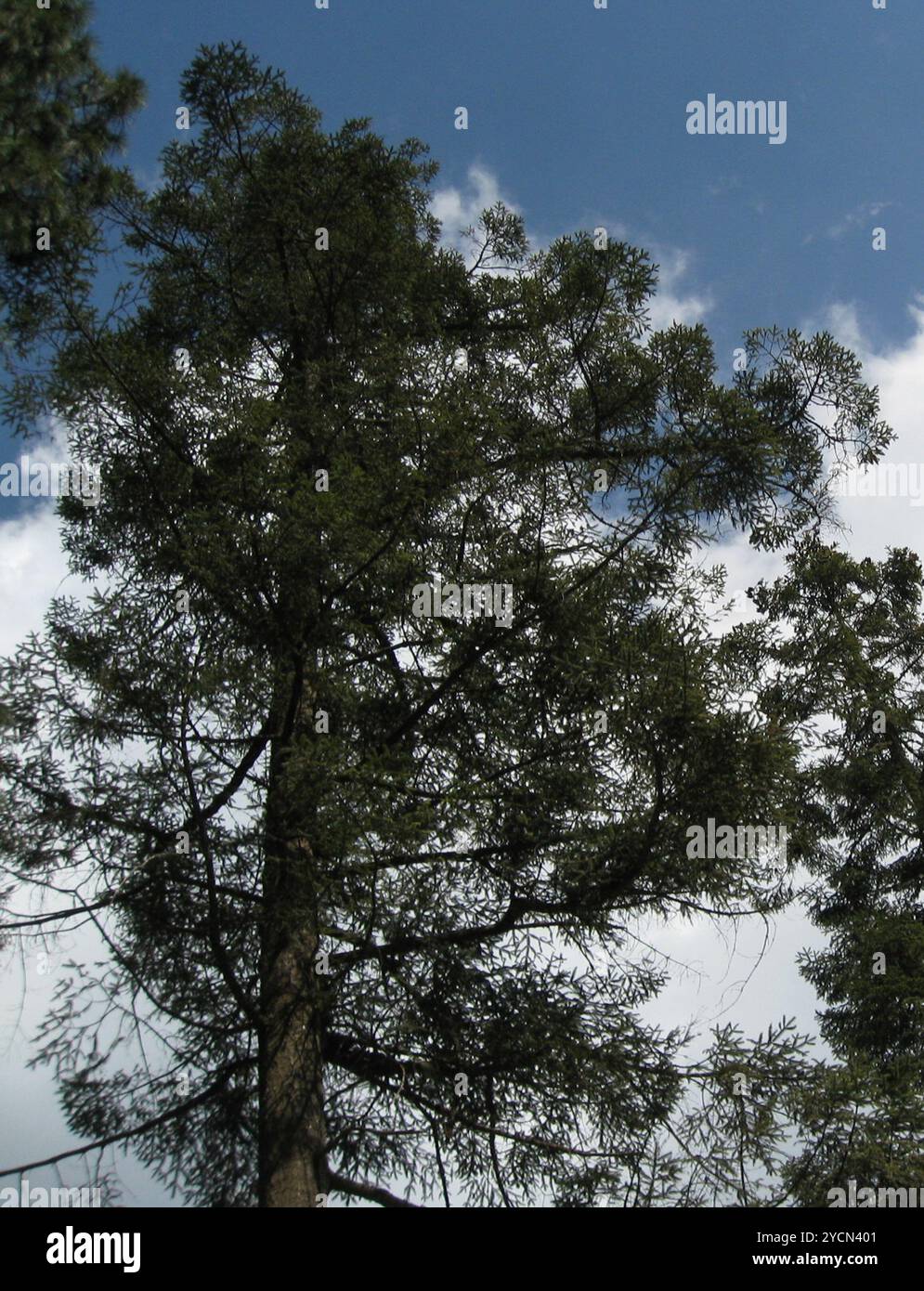 Abies religiosa hi-res stock photography and images - Alamy