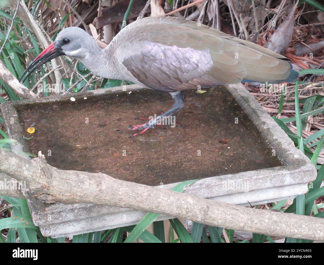 Southern Hadada Ibis (Bostrychia hagedash hagedash) Aves Stock Photo ...