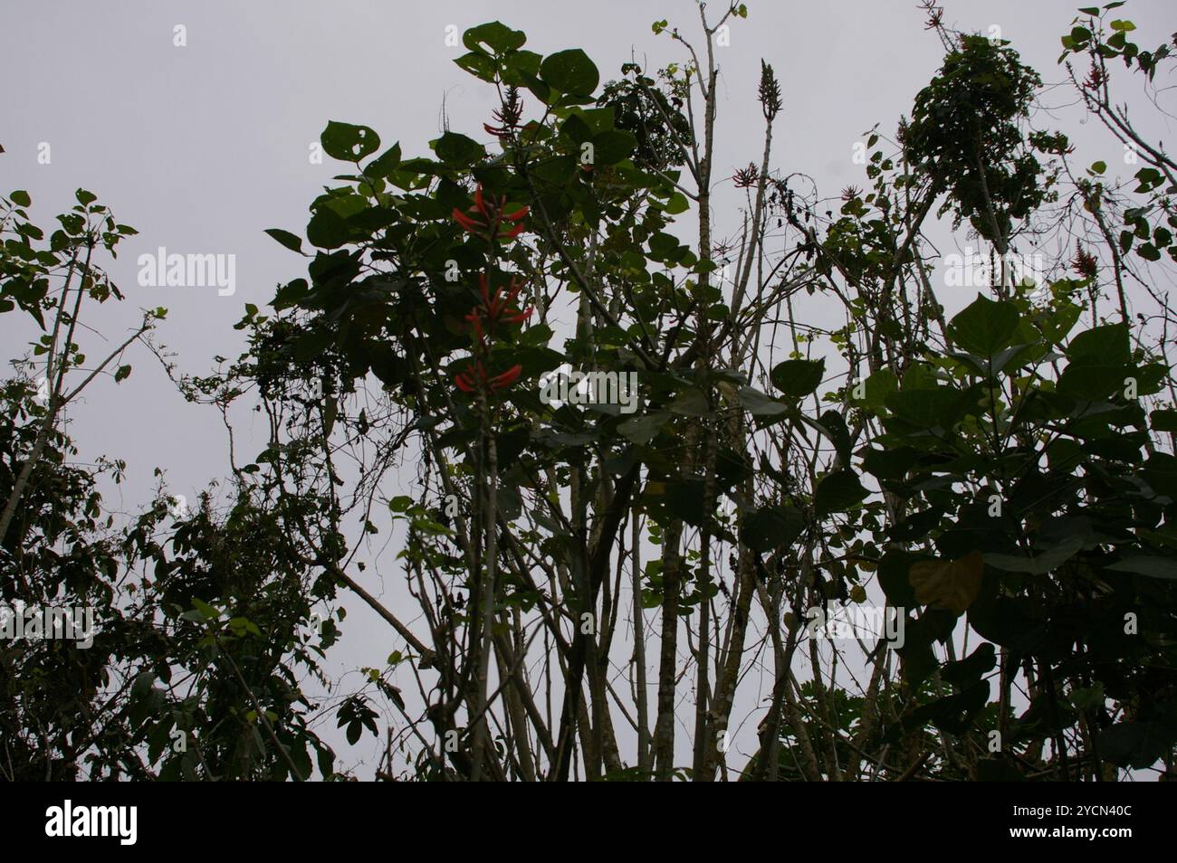 Coral trees (Erythrina) Plantae Stock Photo - Alamy