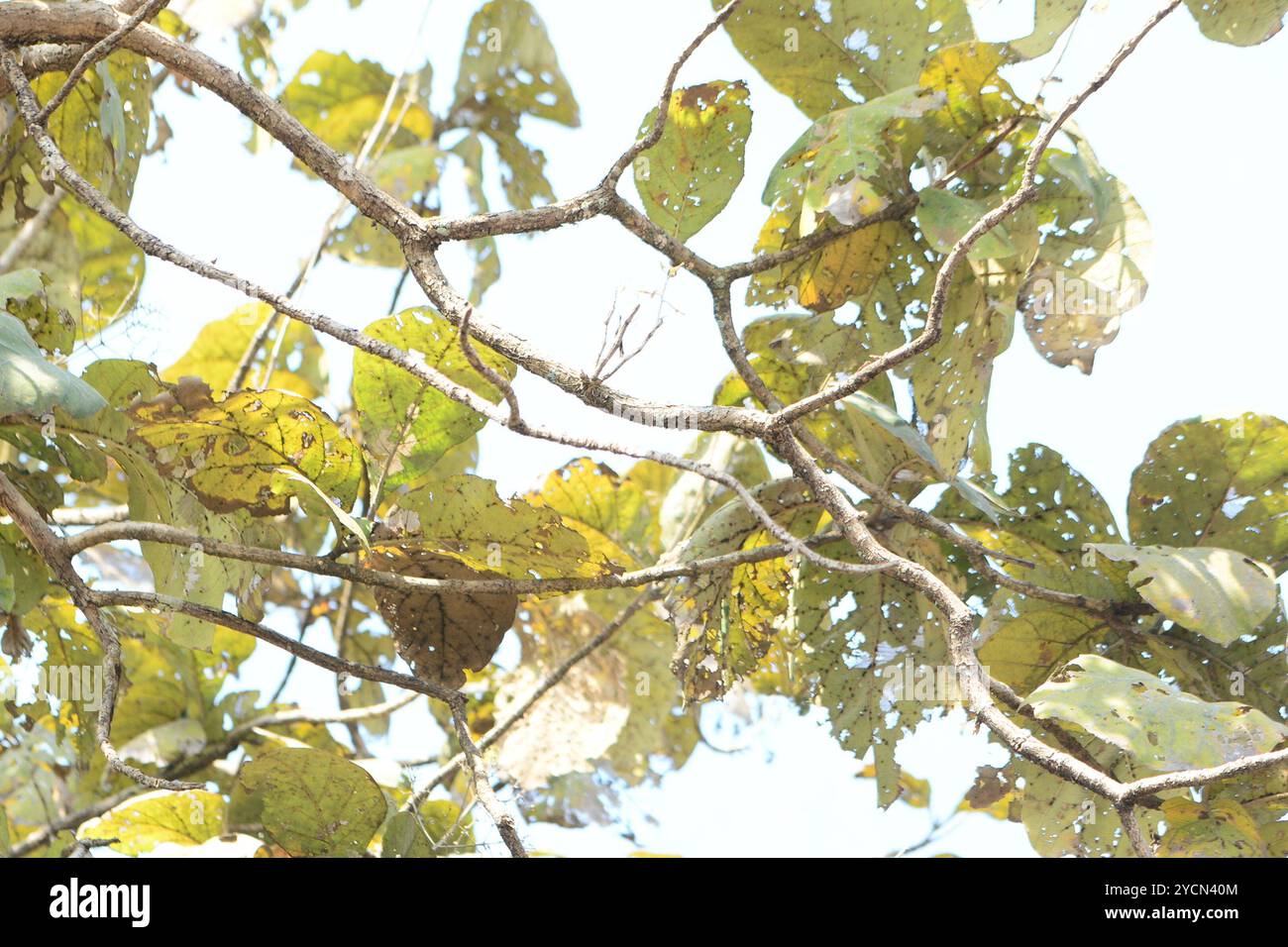 Green Lipped Dendrobium (Dendrobium ovatum) Plantae Stock Photo - Alamy