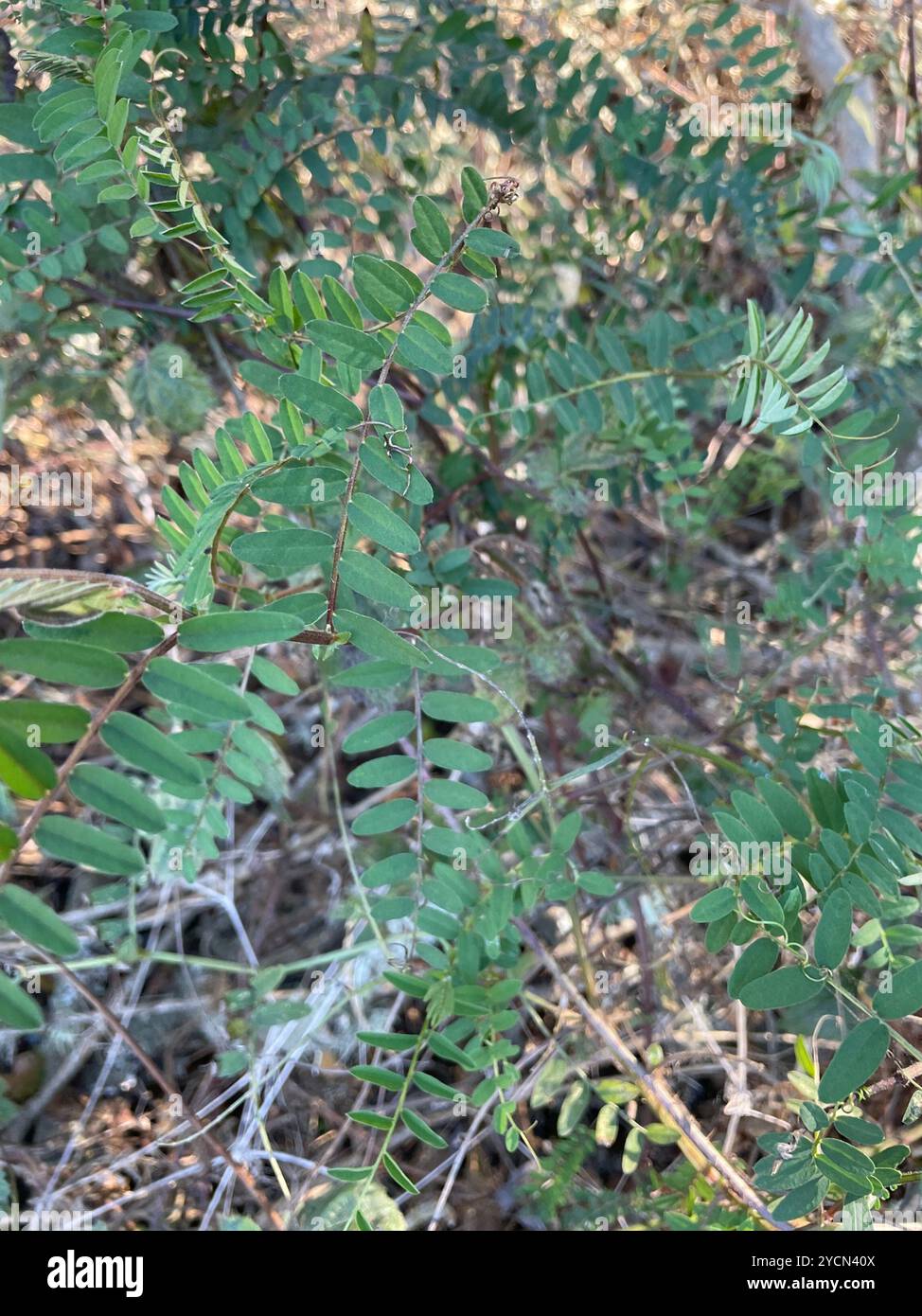 giant vetch (Vicia gigantea) Plantae Stock Photo - Alamy