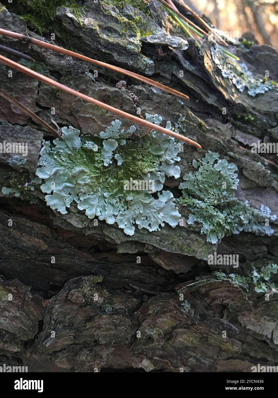 common greenshield lichen (Flavoparmelia caperata) Fungi Stock Photo ...