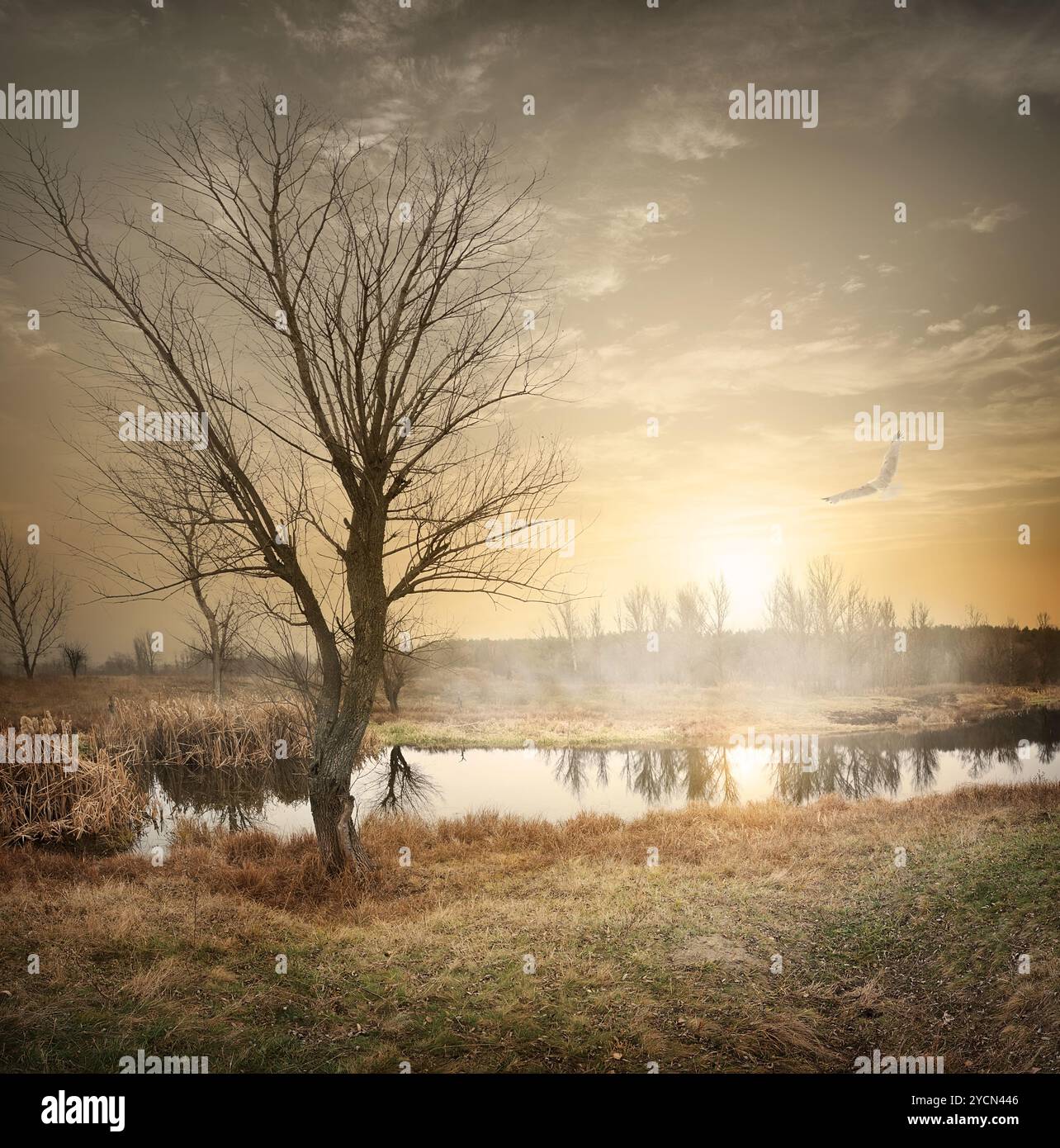 Beautiful bird of the river hi-res stock photography and images - Alamy