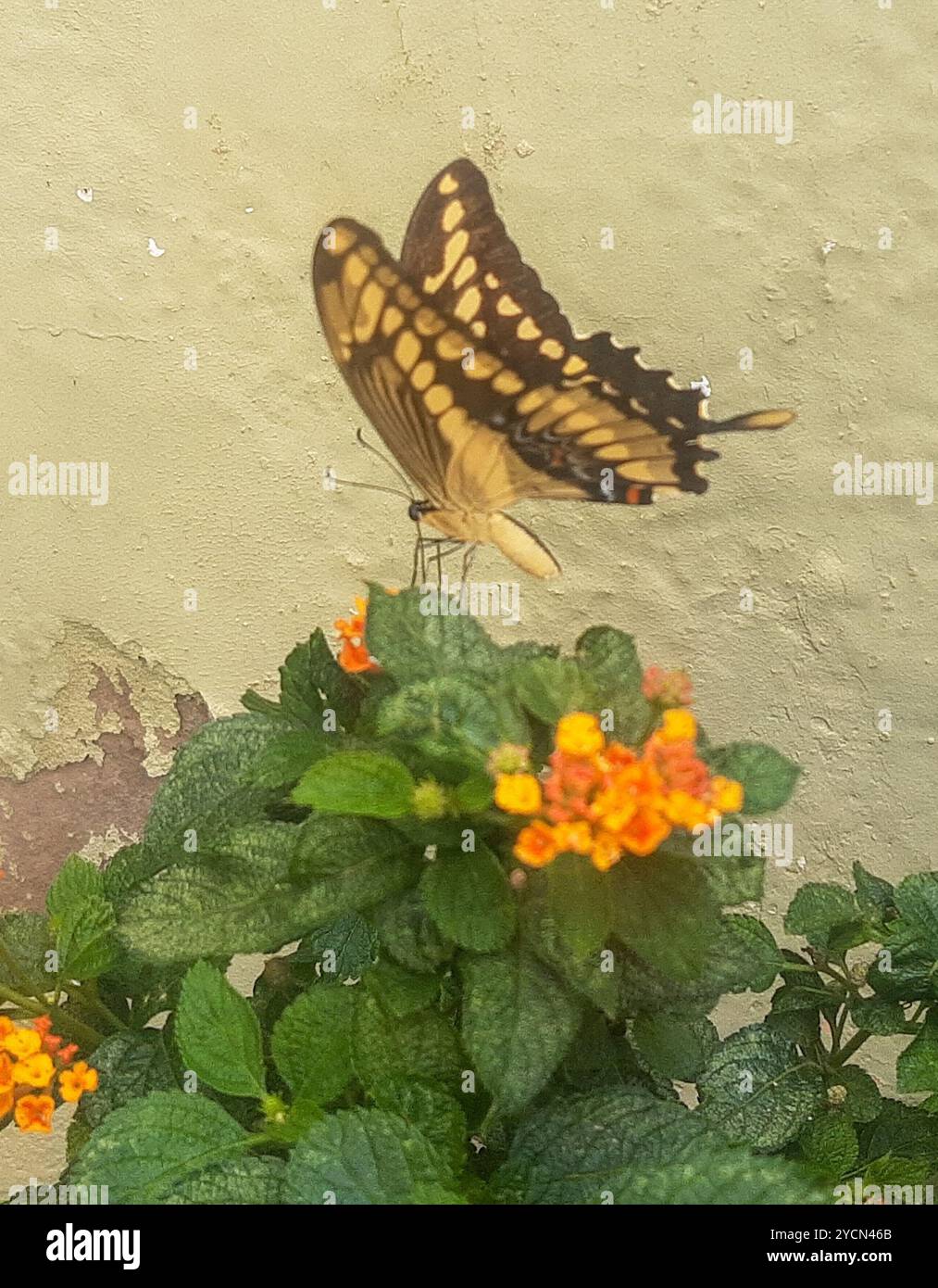 (Heraclides thoas brasiliensis) Insecta Stock Photo - Alamy