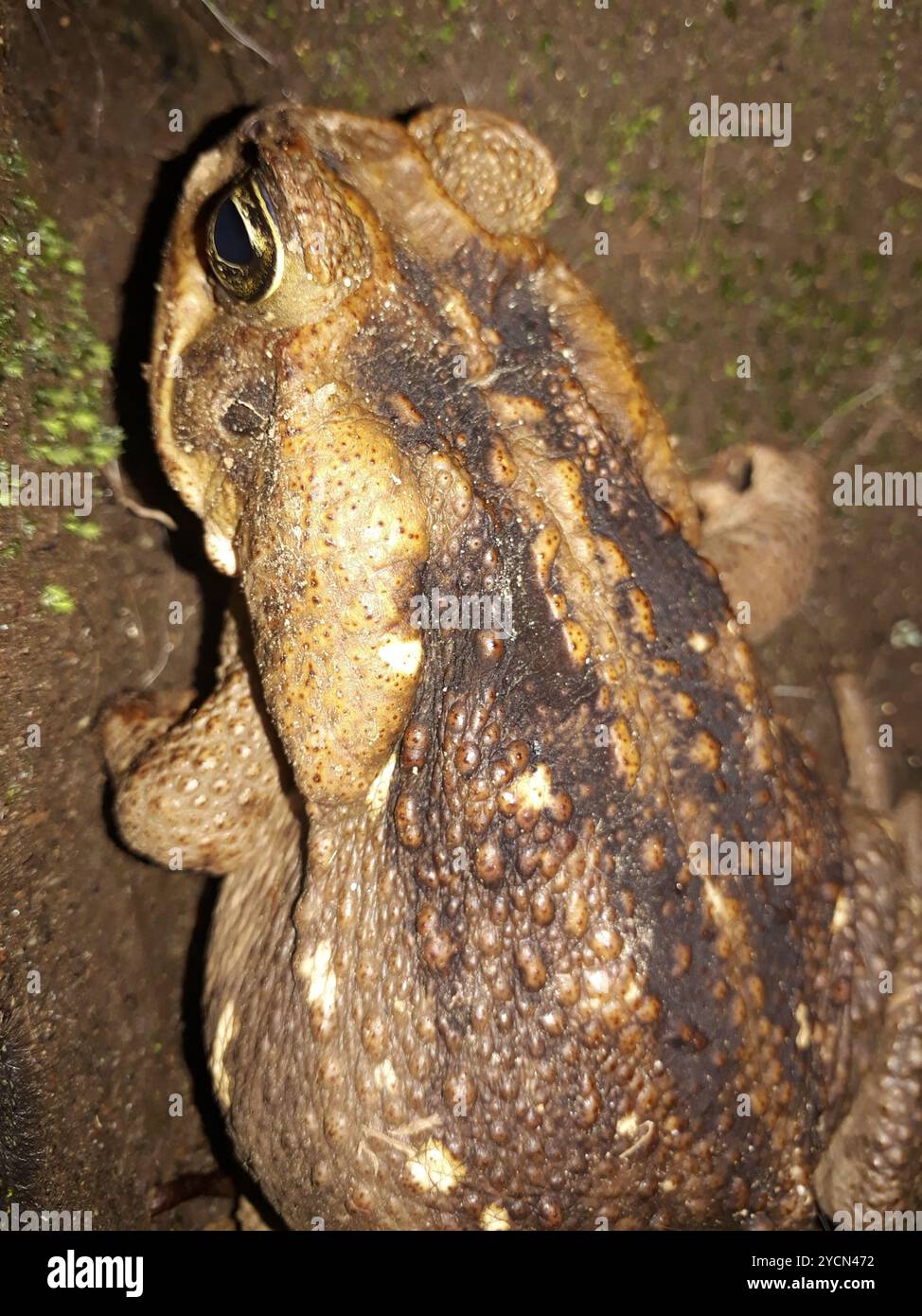 Giant Toad (Rhinella horribilis) Amphibia Stock Photo - Alamy