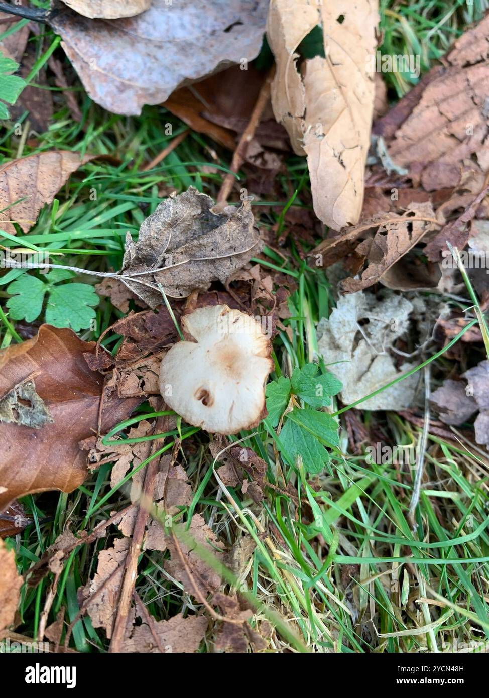 Fragrant Funnel (Clitocybe fragrans) Fungi Stock Photo - Alamy