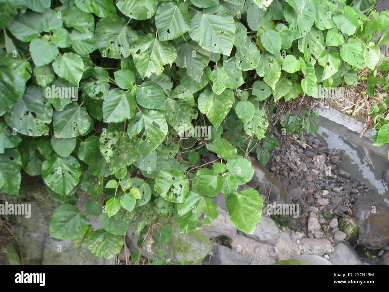 nettle family (Urticaceae) Plantae Stock Photo - Alamy