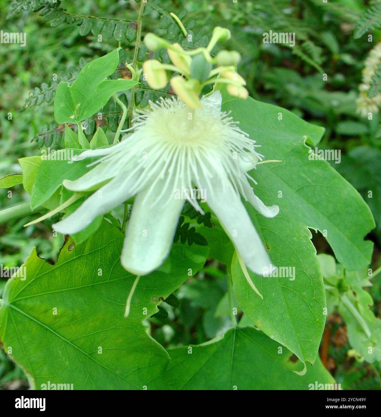 white passionflower (Passiflora subpeltata) Plantae Stock Photo - Alamy