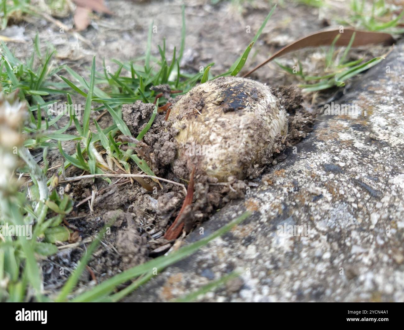 Dyeball (Pisolithus arhizus) Fungi Stock Photo - Alamy