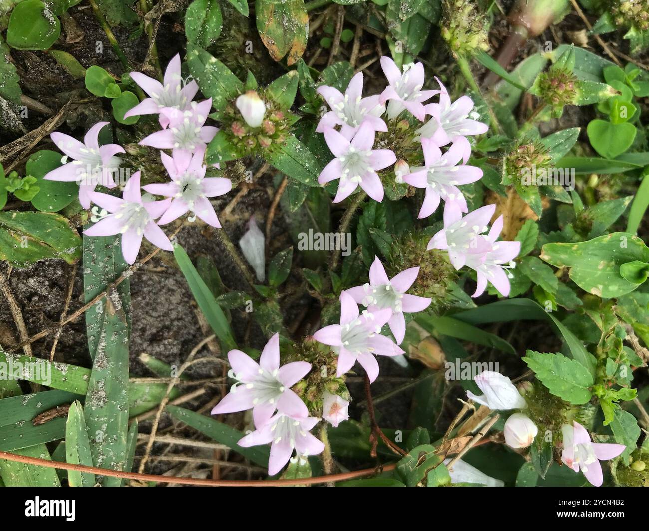 largeflower Mexican clover (Richardia grandiflora) Plantae Stock Photo ...
