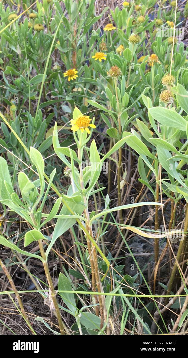 sea ox-eye (Borrichia frutescens) Plantae Stock Photo - Alamy