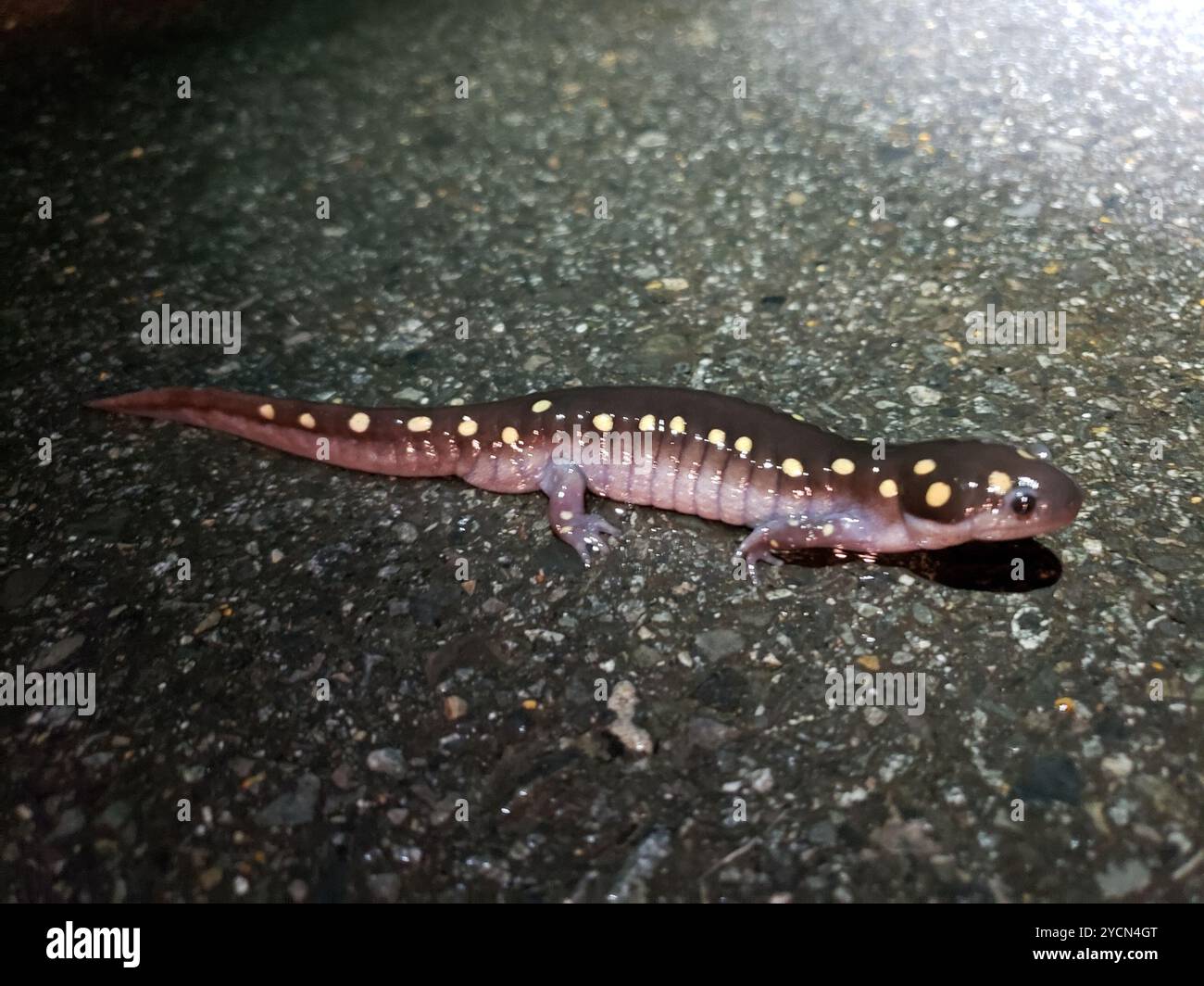 Spotted Salamander (Ambystoma maculatum) Amphibia Stock Photo - Alamy