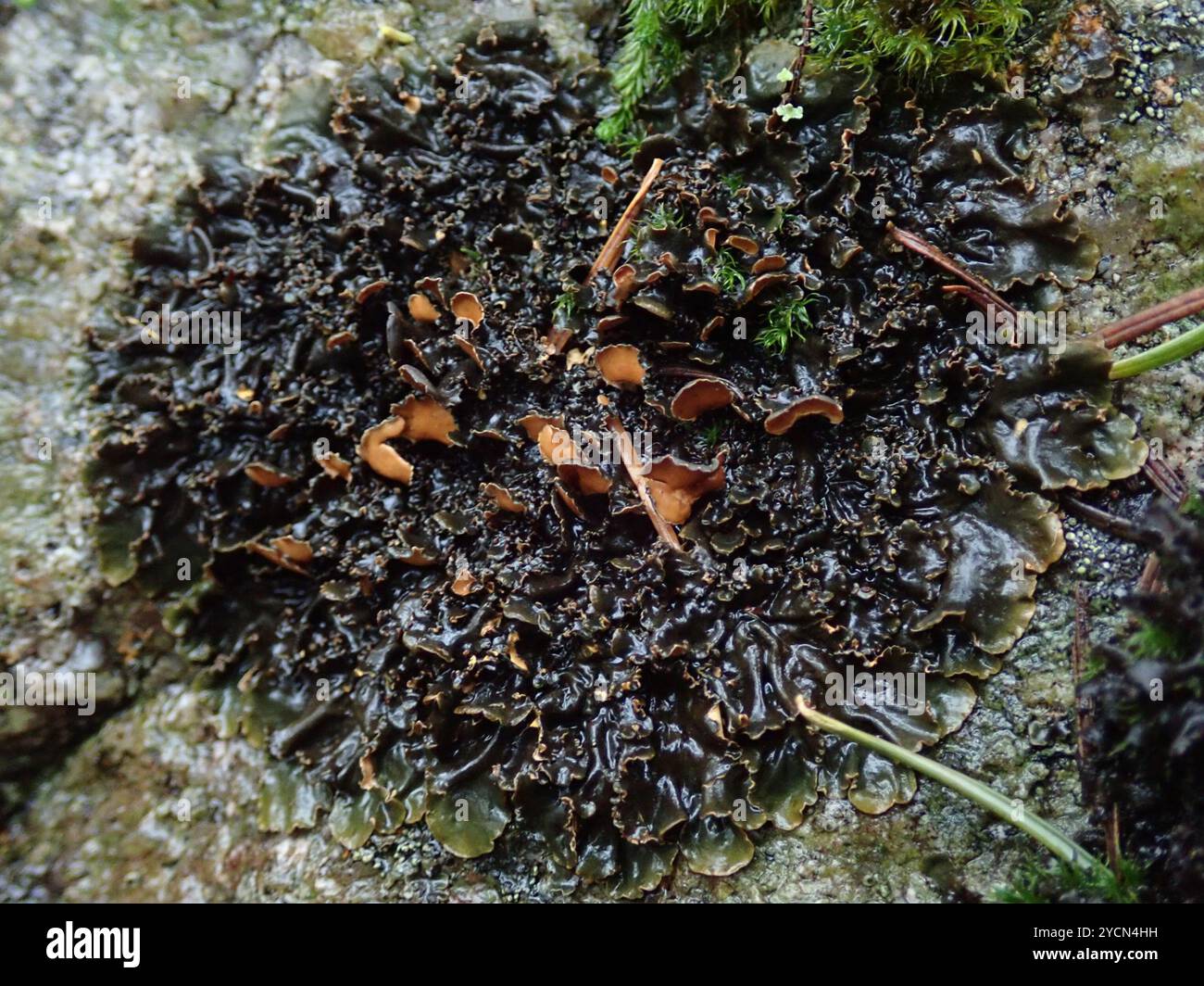 Mustard Kidney Lichen (Nephroma laevigatum) Fungi Stock Photo - Alamy