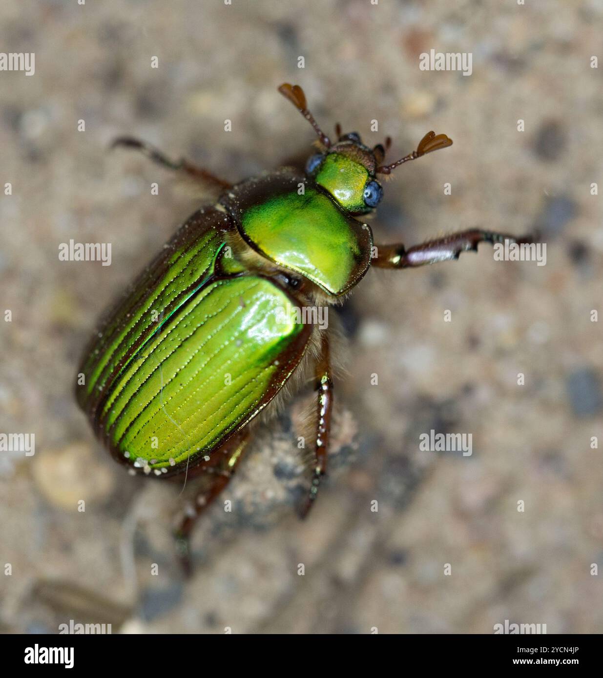 LeConte's Chrysina (Chrysina lecontei) Insecta Stock Photo - Alamy