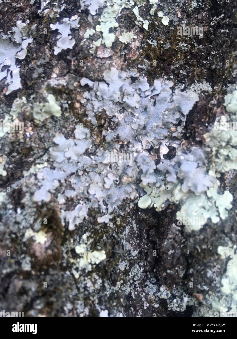 typical shield lichens (Parmelioideae) Fungi Stock Photo - Alamy