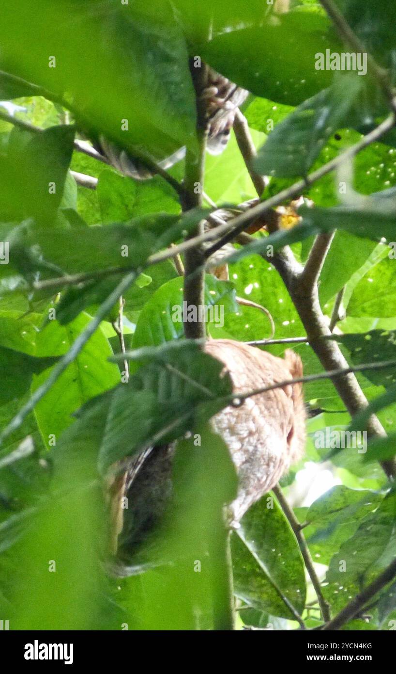 Santa Marta Screech-Owl (Megascops gilesi) Aves Stock Photo - Alamy