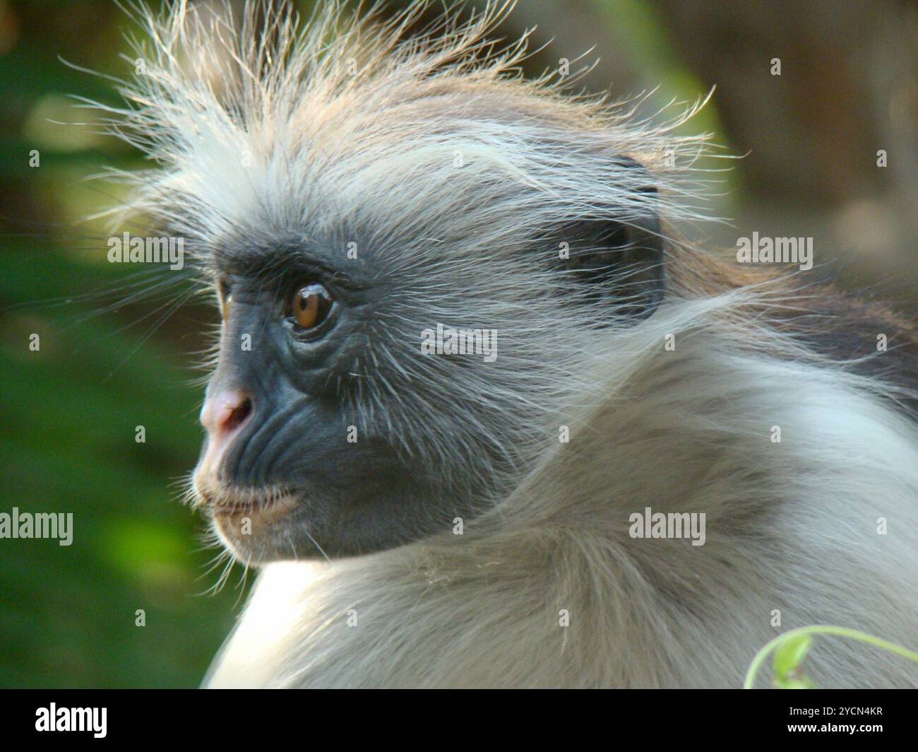 Zanzibar Red Colobus Monkey (Piliocolobus kirkii) Mammalia Stock Photo ...