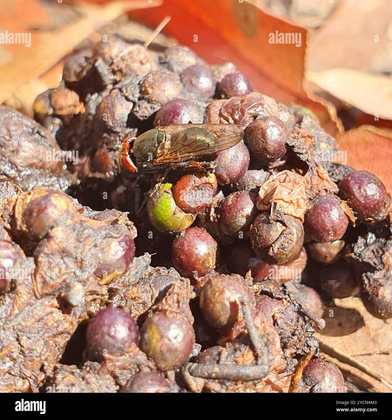 Signal Flies (Platystomatidae) Insecta Stock Photo - Alamy