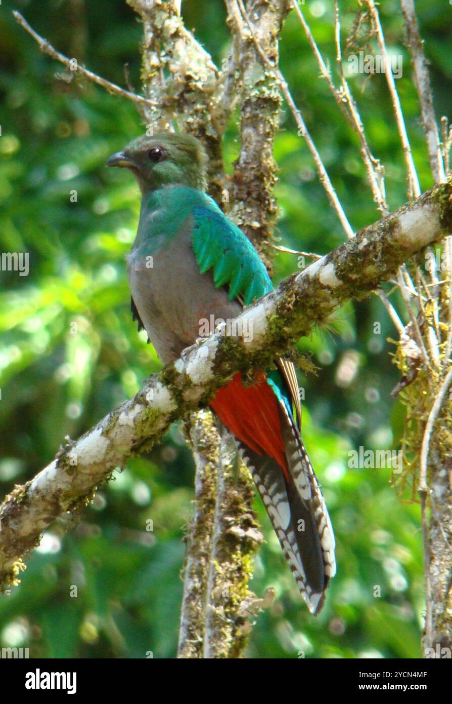 Resplendent Quetzal (Pharomachrus mocinno) Aves Stock Photo - Alamy