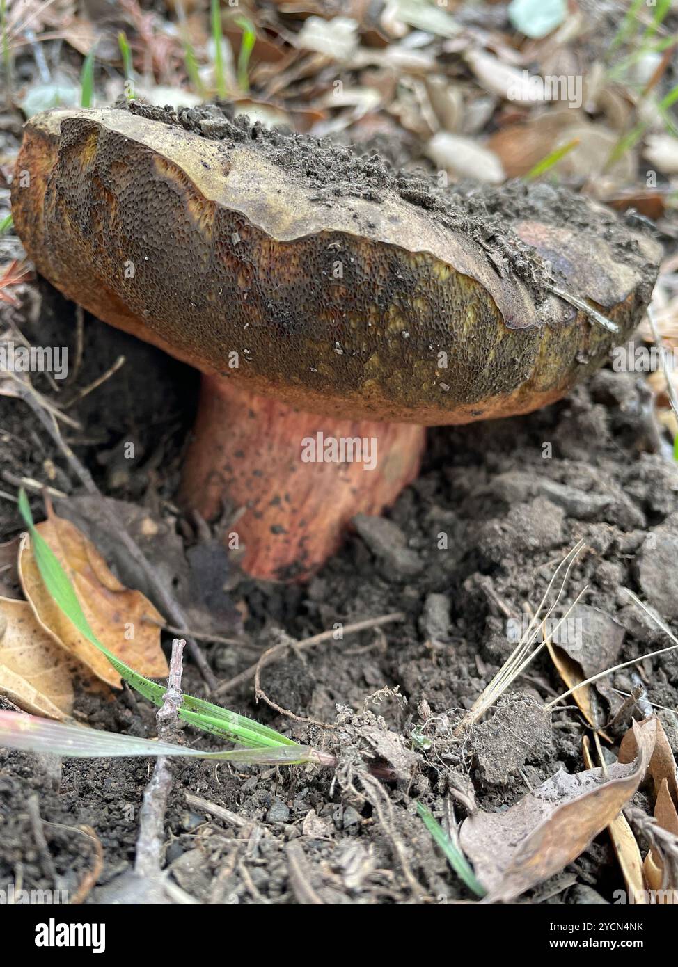 Liver Bolete (Suillellus amygdalinus) Fungi Stock Photo - Alamy