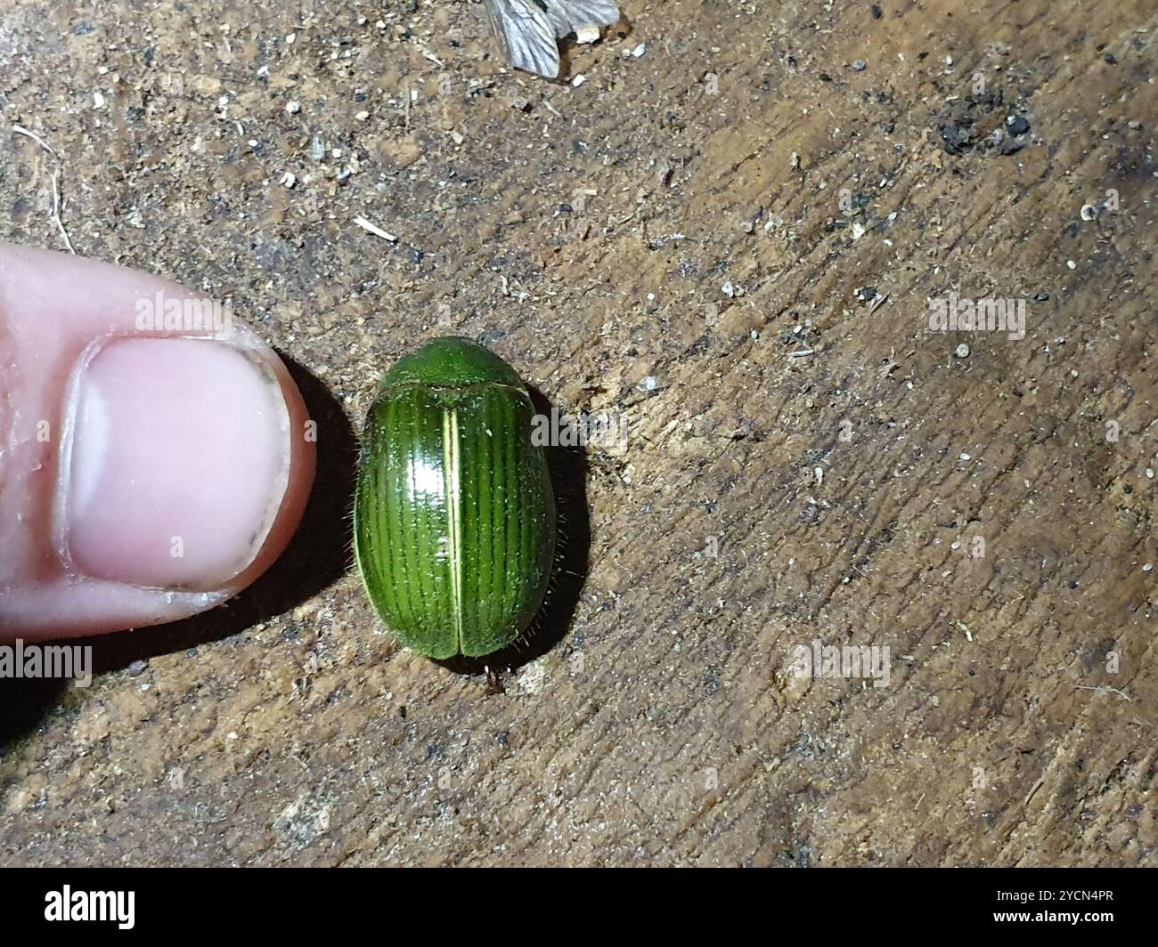 Tanguru chafer (Stethaspis suturalis) Insecta Stock Photo - Alamy