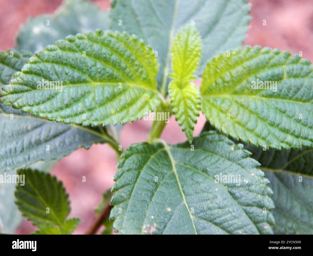 lantanas (Lantana) Plantae Stock Photo - Alamy