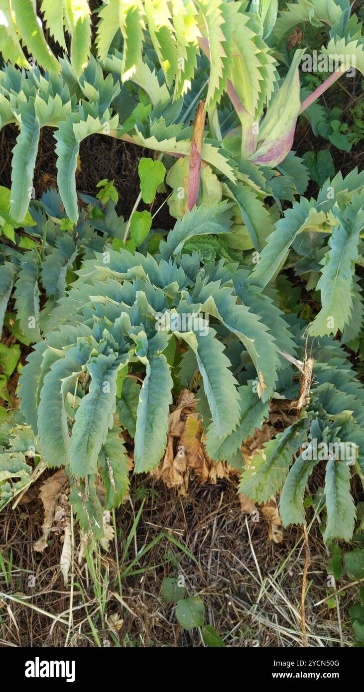 Cape honey flower (Melianthus major) Plantae Stock Photo - Alamy