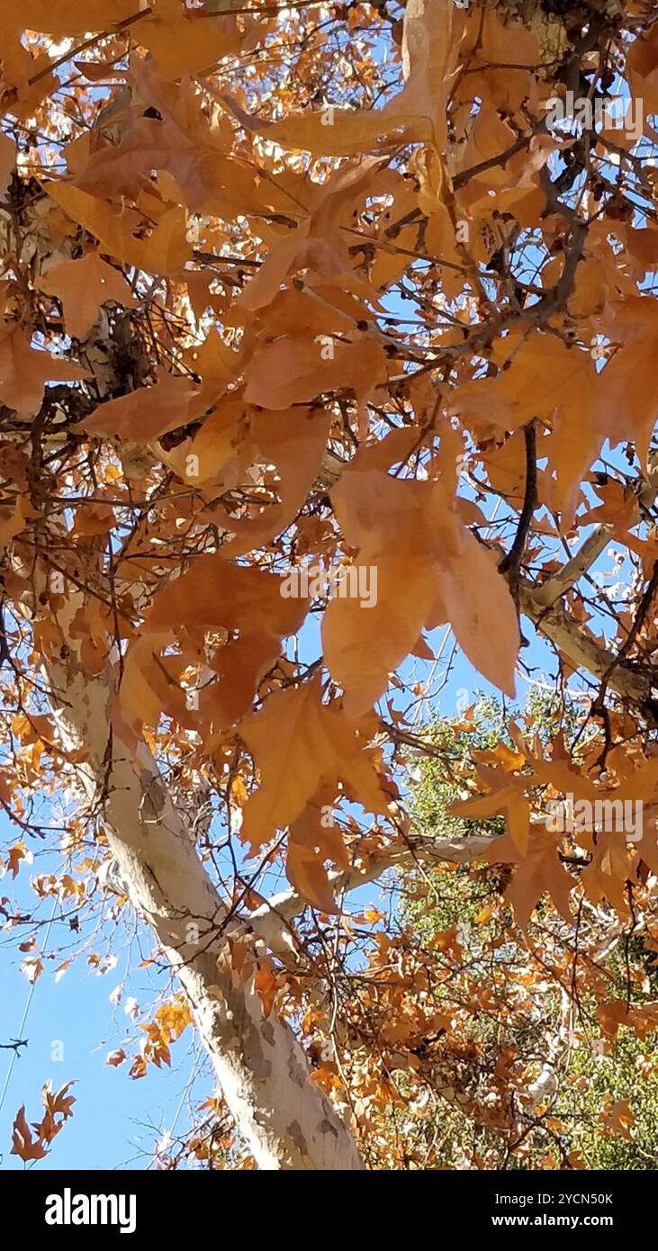 western sycamore (Platanus racemosa) Plantae Stock Photo - Alamy