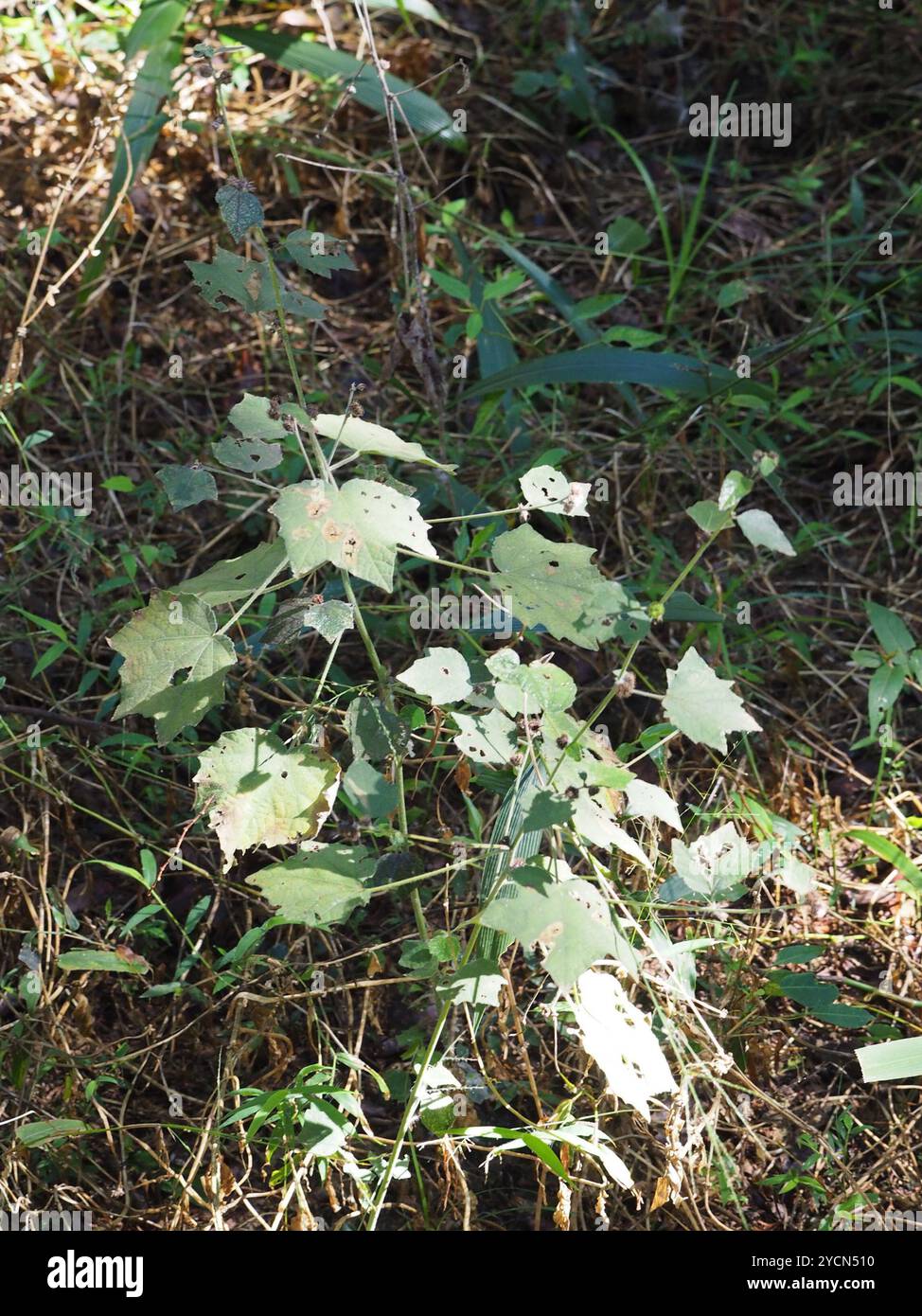 Caesar weed (Urena lobata) Plantae Stock Photo - Alamy