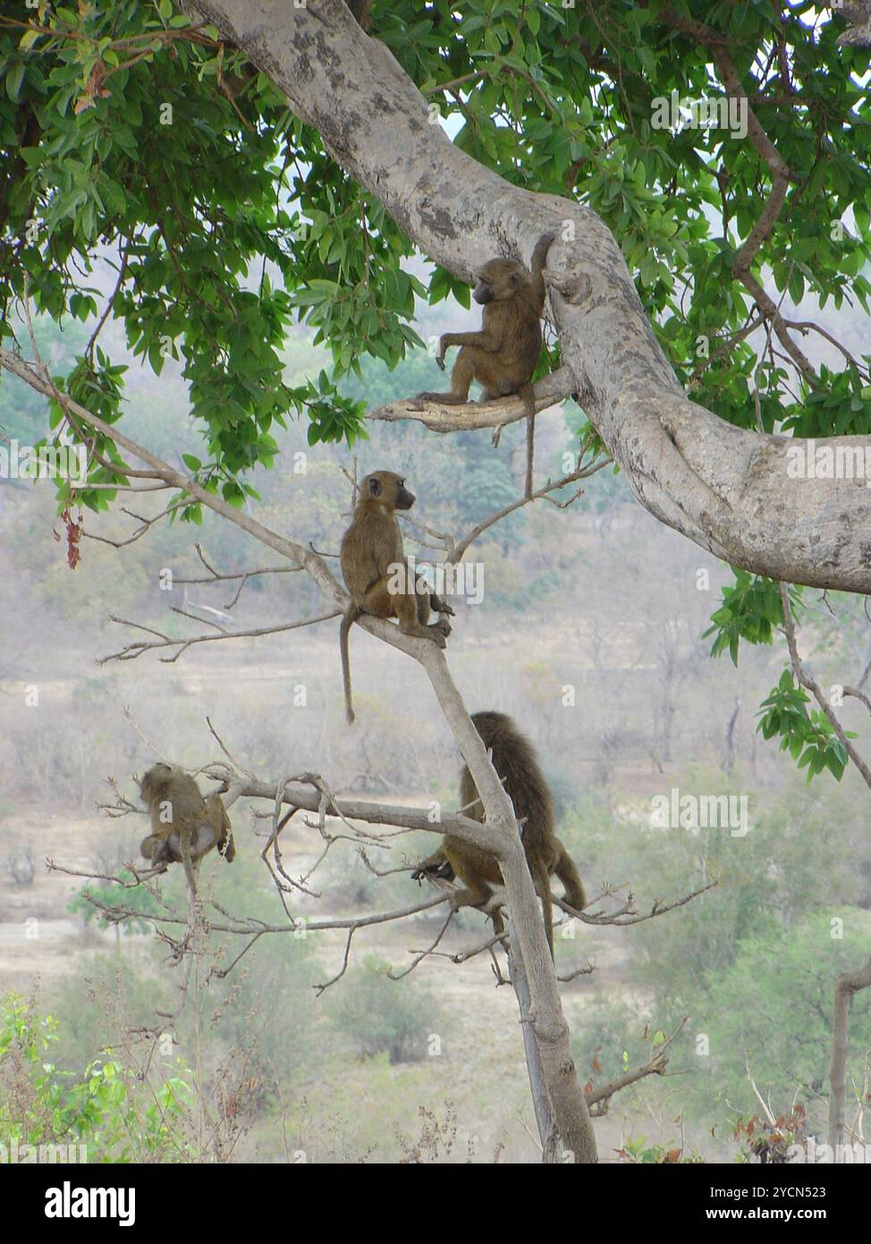 Olive Baboon (Papio anubis) Mammalia Stock Photo - Alamy