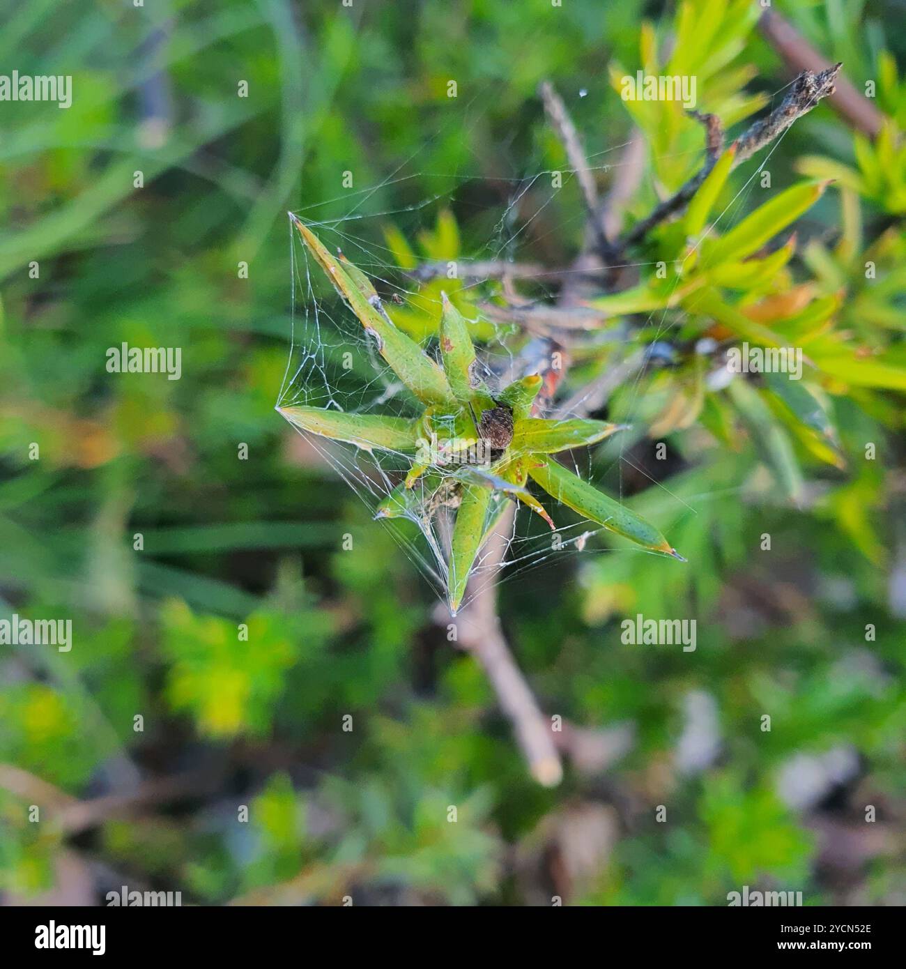 Grey House Spider (Badumna longinqua) Arachnida Stock Photo - Alamy