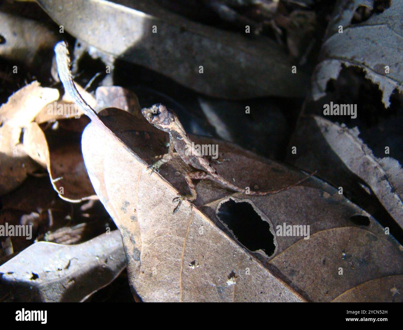 Anolis humilis hi-res stock photography and images - Alamy
