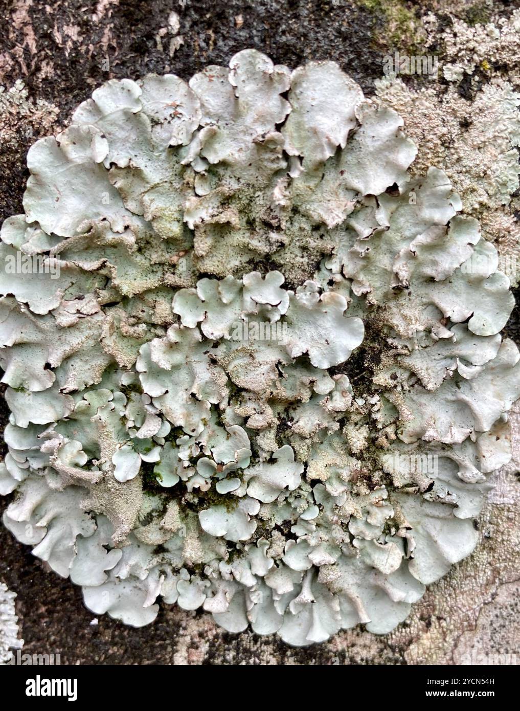 Ruffle Lichens (Parmotrema) Fungi Stock Photo - Alamy