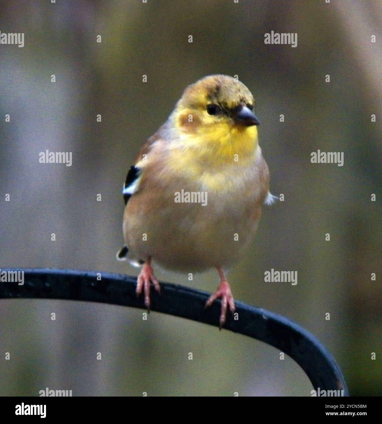 American Goldfinch (Spinus tristis) Aves Stock Photo - Alamy
