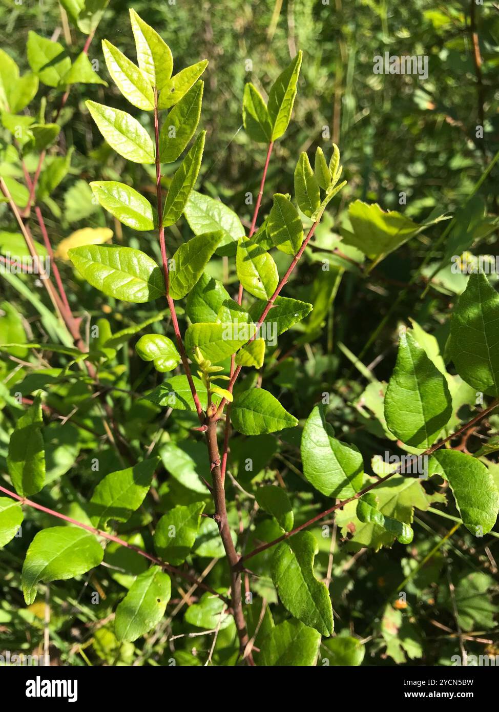 common prickly ash (Zanthoxylum americanum) Plantae Stock Photo - Alamy