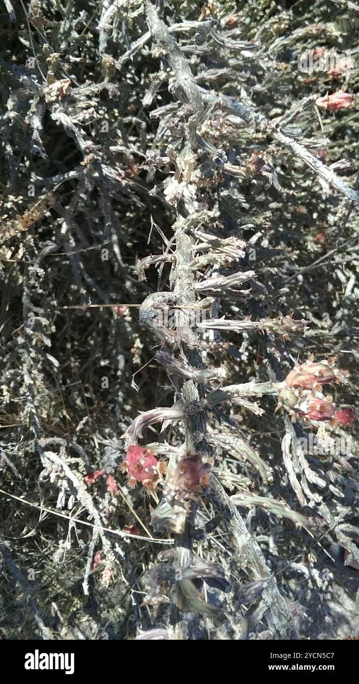 Christmas cholla (Cylindropuntia leptocaulis) Plantae Stock Photo - Alamy
