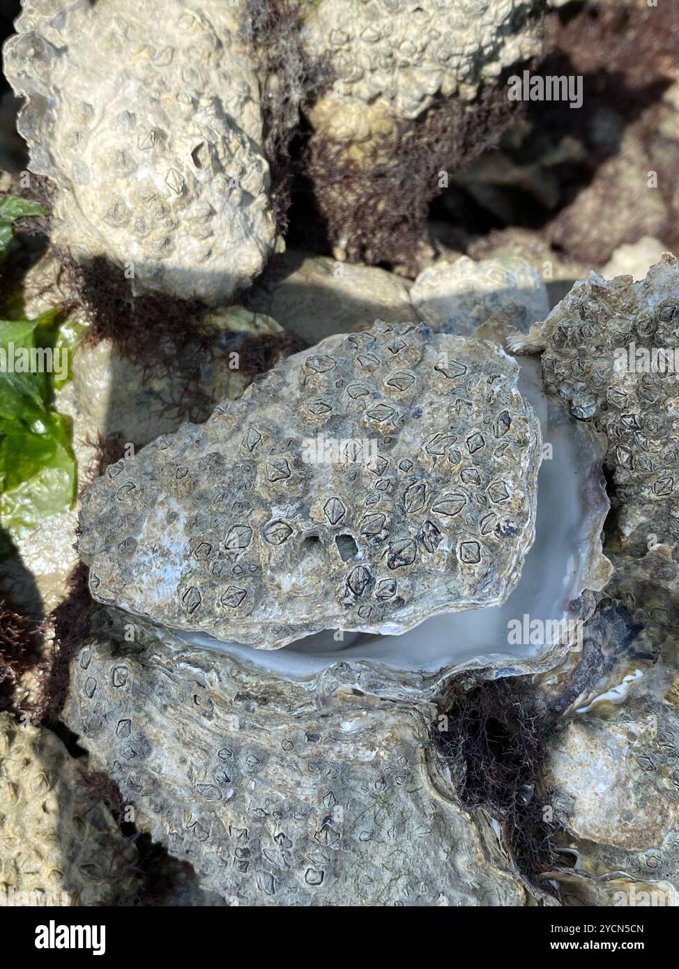 Pacific Oyster (Magallana gigas) Mollusca Stock Photo - Alamy