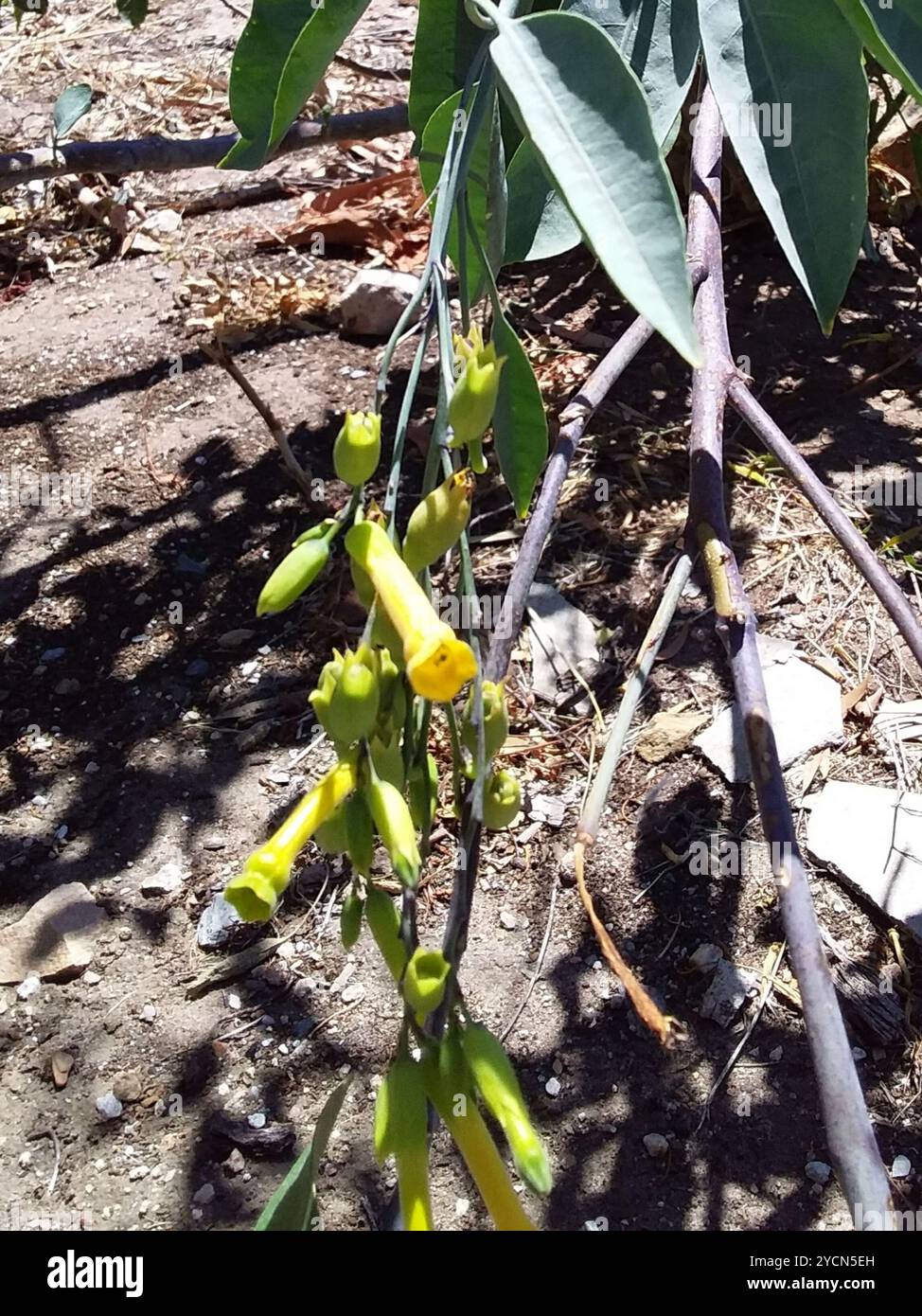 tree tobacco (Nicotiana glauca) Plantae Stock Photo - Alamy