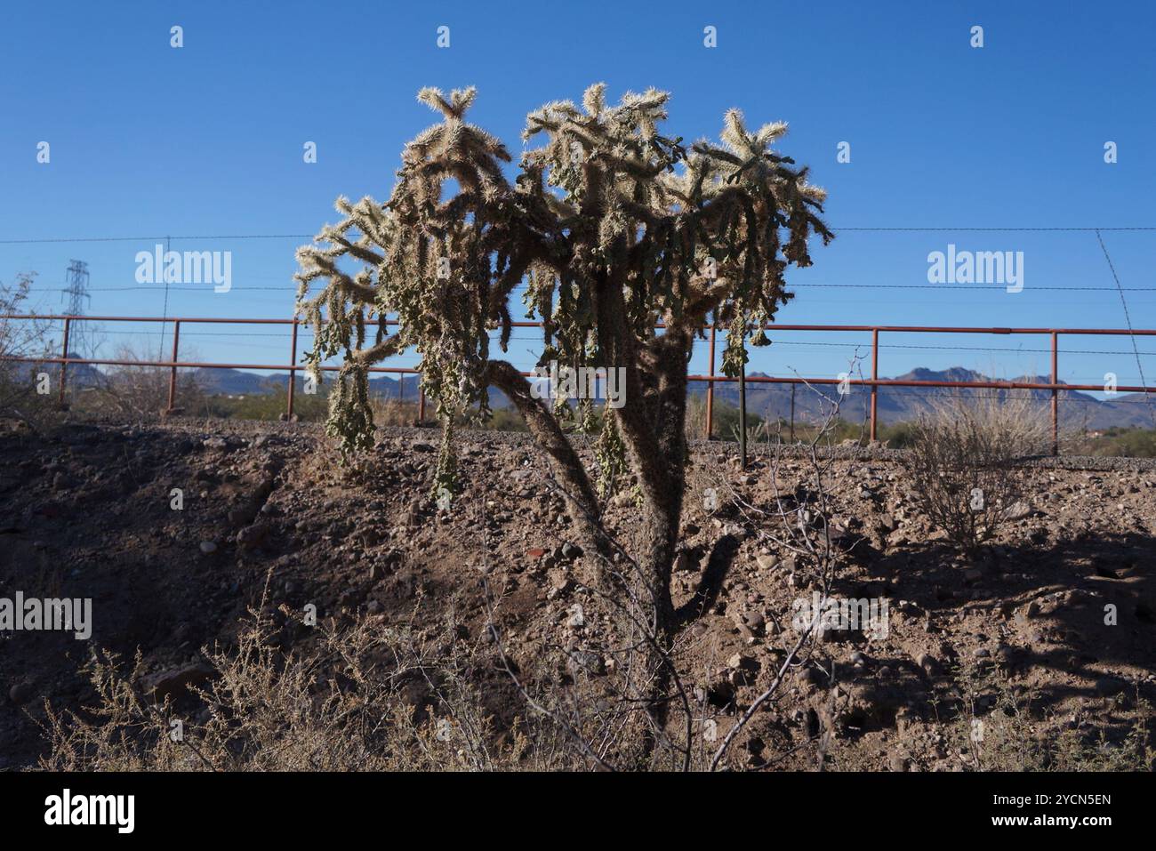 Chain-fruit Cholla (Cylindropuntia fulgida) Plantae Stock Photo - Alamy
