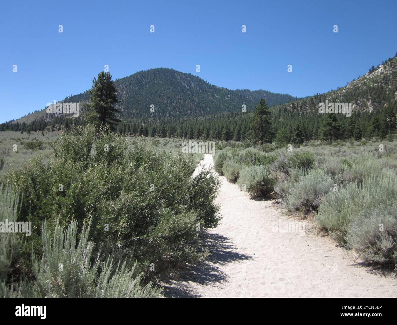Desert Peach (Prunus andersonii) Plantae Stock Photo - Alamy