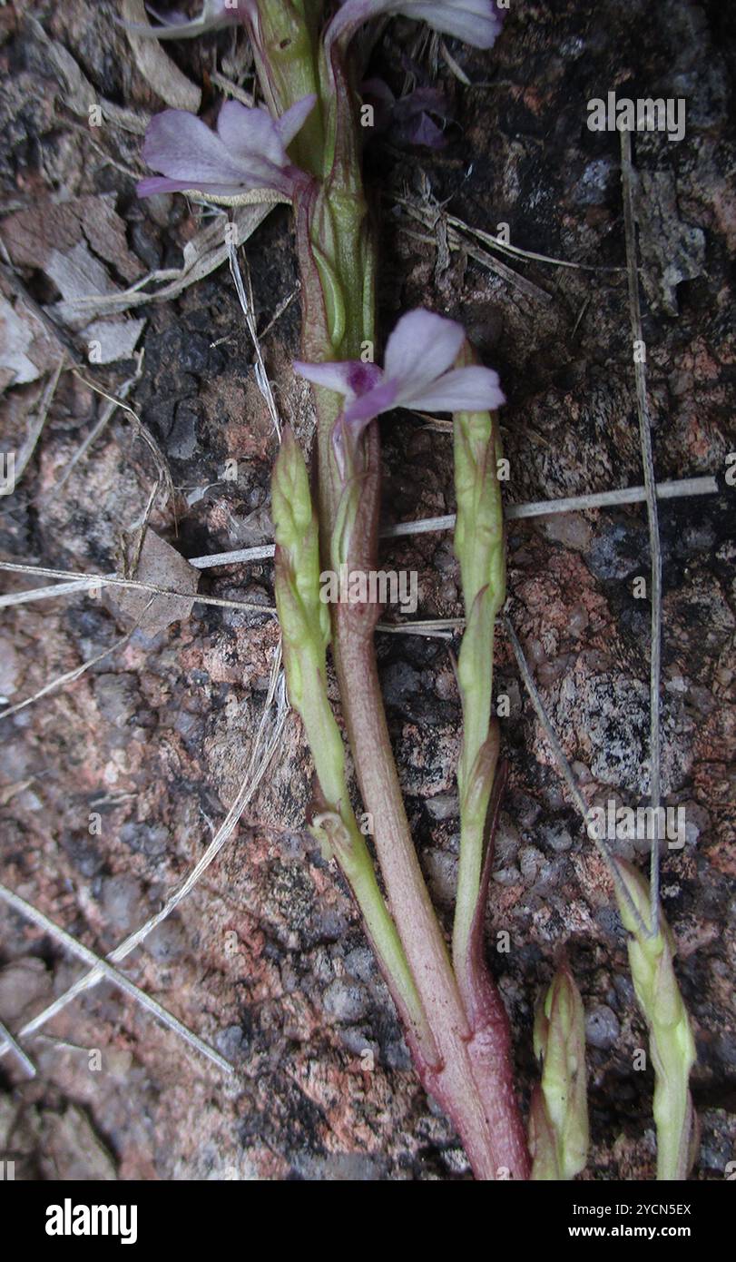 cowpea witchweed (Striga gesnerioides) Plantae Stock Photo - Alamy
