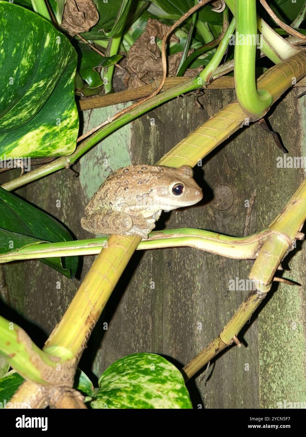 Cuban Tree Frog (Osteopilus septentrionalis) Amphibia Stock Photo - Alamy