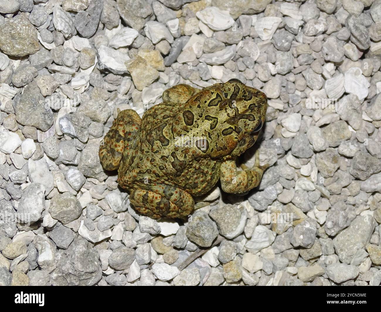 Southern Toad (Anaxyrus terrestris) Amphibia Stock Photo - Alamy