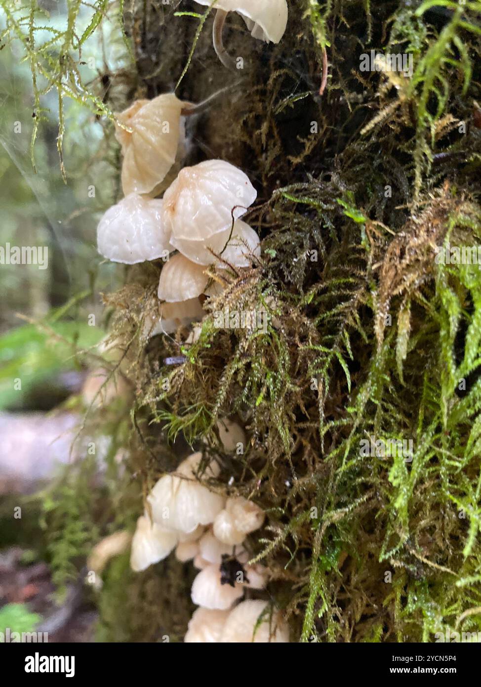 Fairy Parachutes (Marasmiellus candidus) Fungi Stock Photo - Alamy
