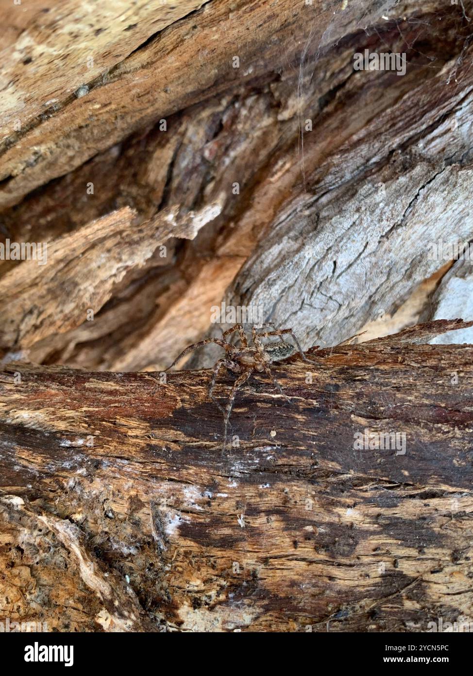 Funnel Weavers (Agelenidae) Arachnida Stock Photo - Alamy